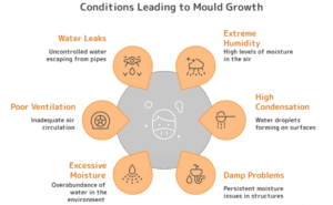 Black Mould: What Health Risks It Poses And How To Remediate